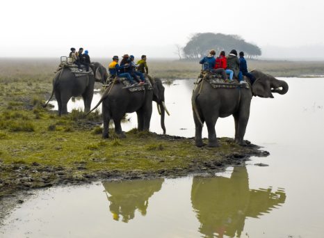 Explore Things to Do in Assam