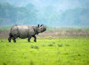 Assam Travel Guide in December: Weather, Planning, Top Places & Itinerary