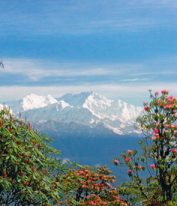 Barsey Rhododendron Sanctuary in West Sikkim - eSikkim Tourism