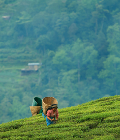 Temi Tea Garden in Sikkim: Best Time to Visit, History