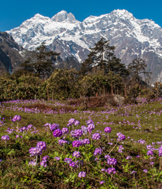 Thangu Valley, North Sikkim: How To Reach, Best Time to Visit