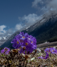 Yuksom Tourism | Yuksom Travel Guide & Best Time to Visit - eSikkim Tourism